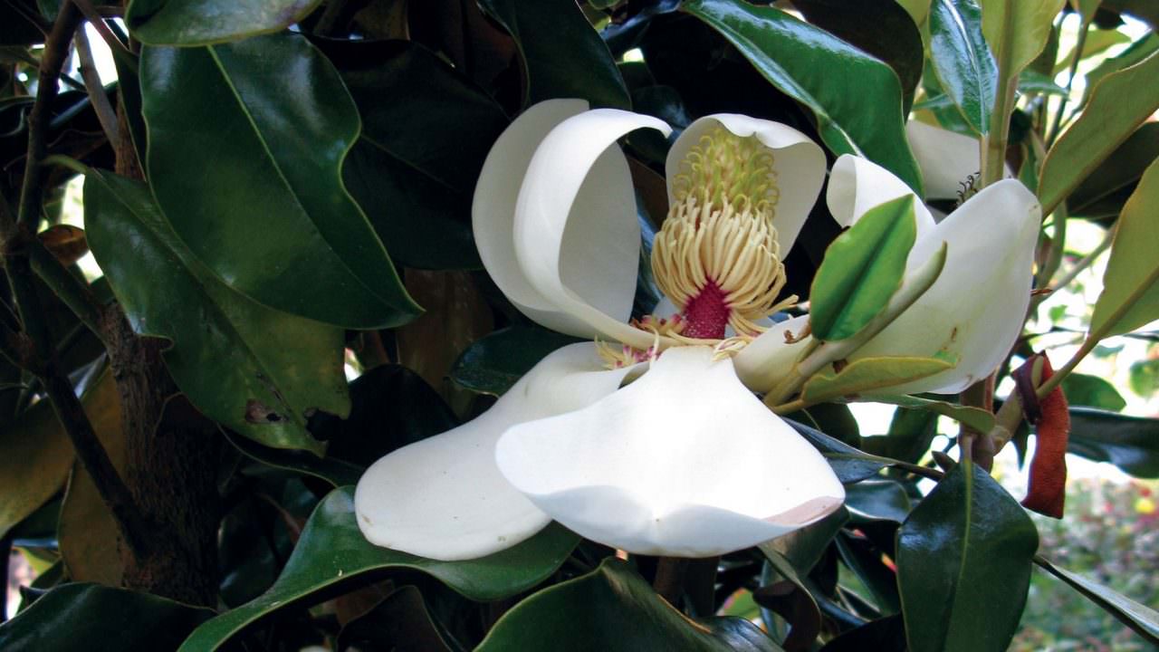 A tavasz első hírnöke, a magnolia - Budai Kertcentrum (BKC)